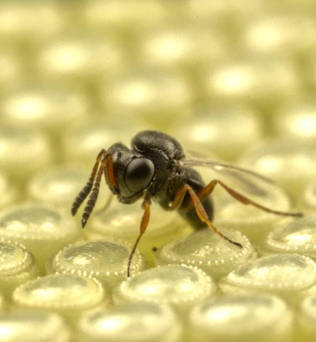 Trissolcus basalis Verdepieno